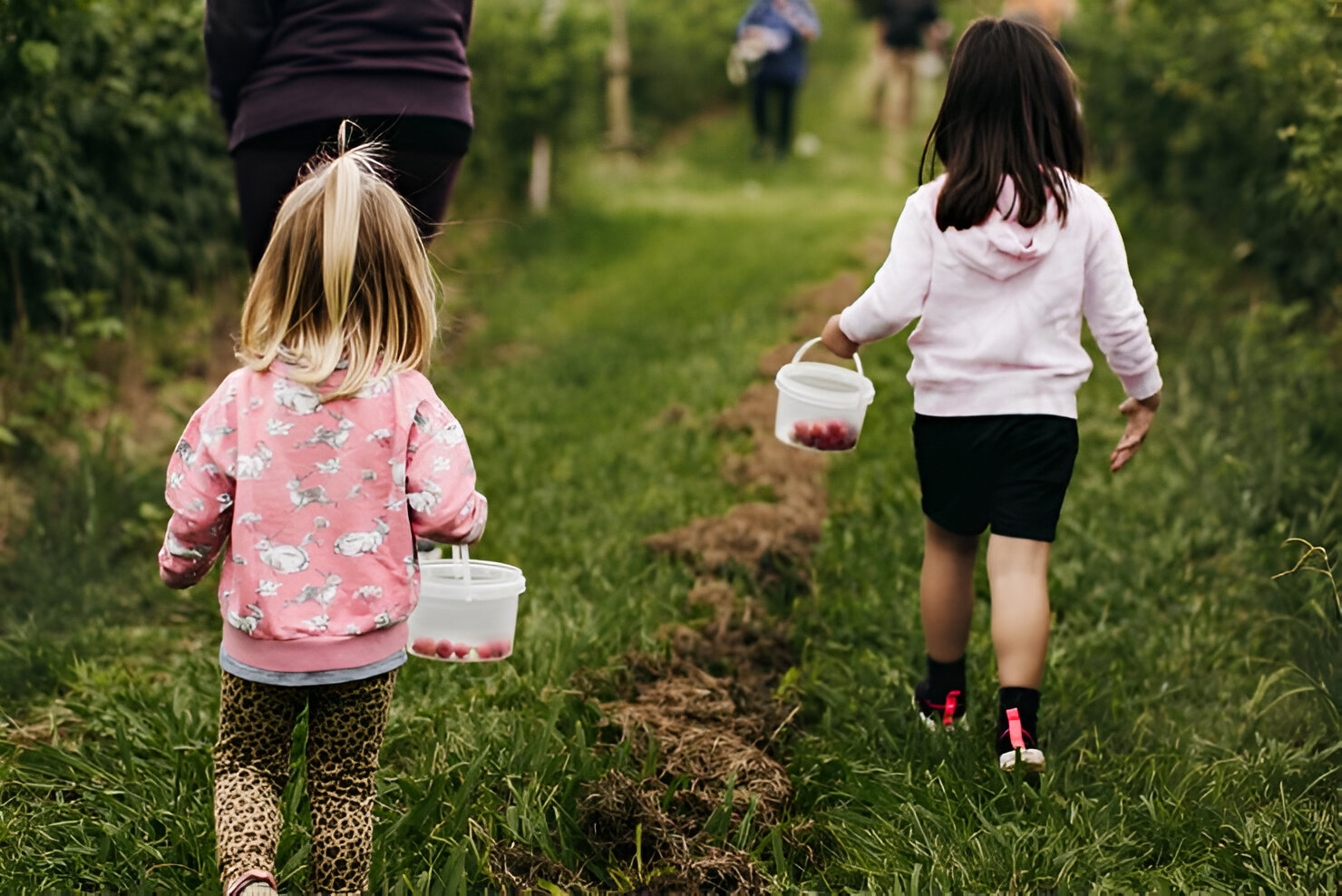 The Field Berry Farm - What's on in Joburg