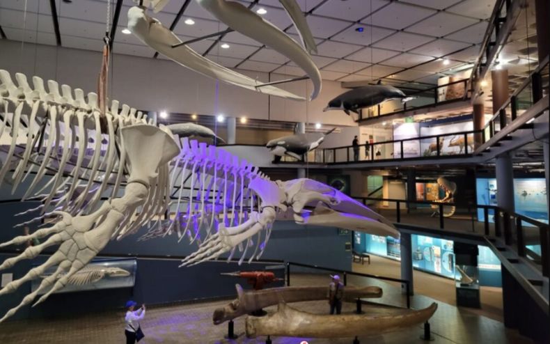 Iziko South African Museum - Whats on in Cape Town